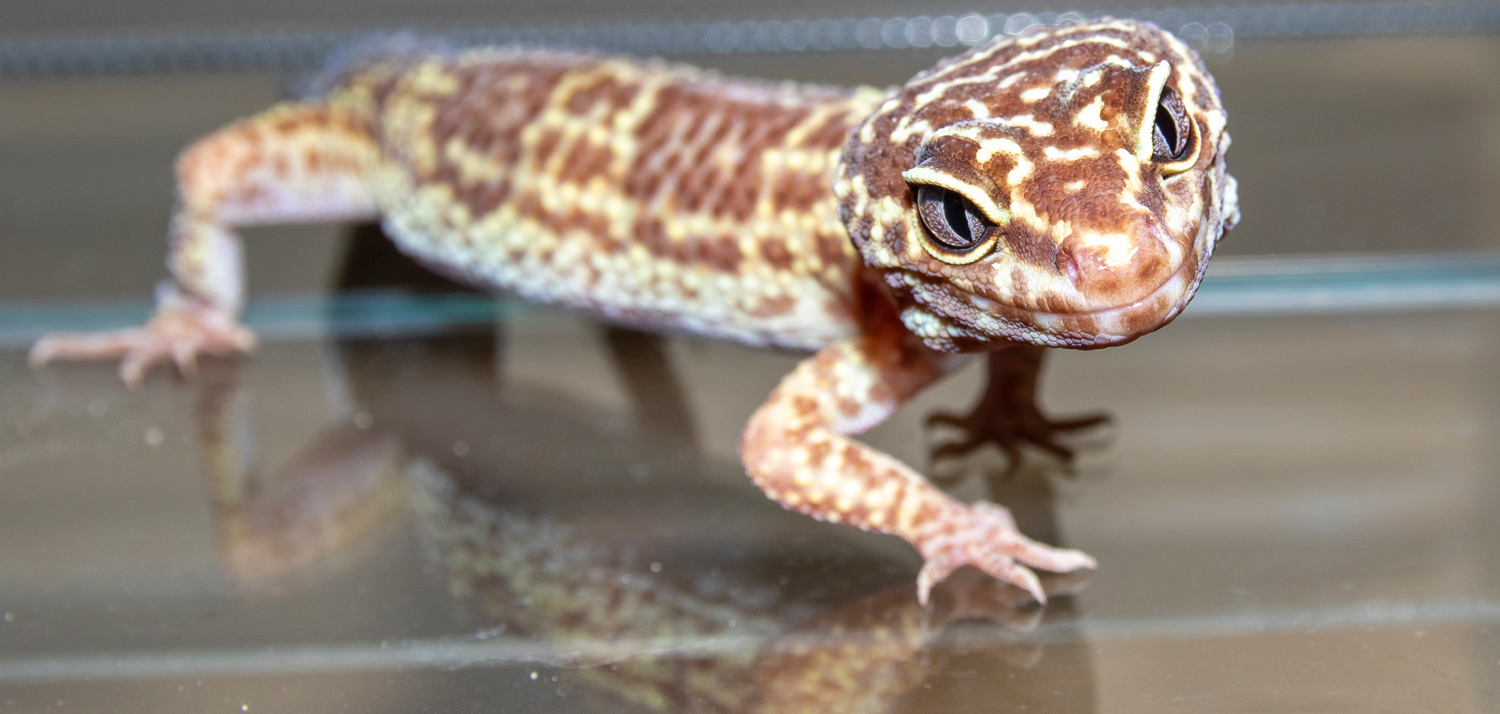 Reptielenfotografie: Hoe fotografeer je een reptiel? - Fotoclub.nl